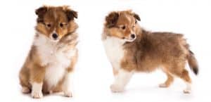 Sheltie Growth Chart | Sheltie Puppy Weight Chart
