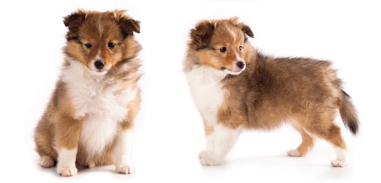 Sheltie Growth Chart | Sheltie Puppy Weight Chart