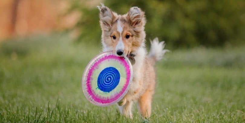 Sheltie Growth Chart | Sheltie Puppy Weight Chart