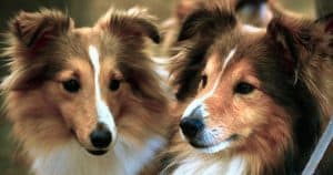 Sheltie Growth Chart | Sheltie Puppy Weight Chart