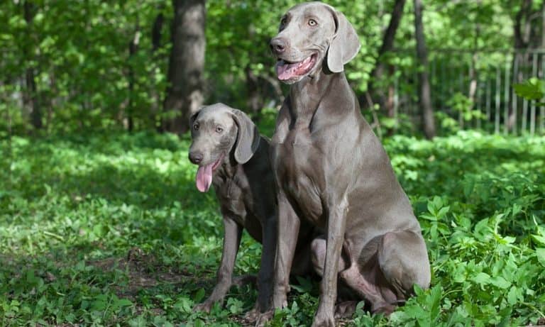 Weimaraner Growth Chart | When Do Weimaraners Stop Growing