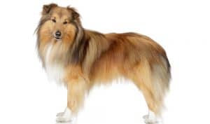Sheltie Growth Chart | Sheltie Puppy Weight Chart