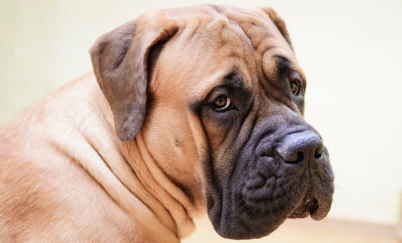 Bullmastiff Growth Chart | Bullmastiff Puppy Weight Chart