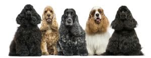 Cocker Spaniel Growth Chart | Cocker Spaniel Weight & Size