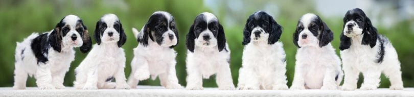 Cocker Spaniel Growth Chart | Cocker Spaniel Weight & Size