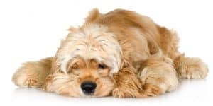 Cocker Spaniel Growth Chart | Cocker Spaniel Weight & Size