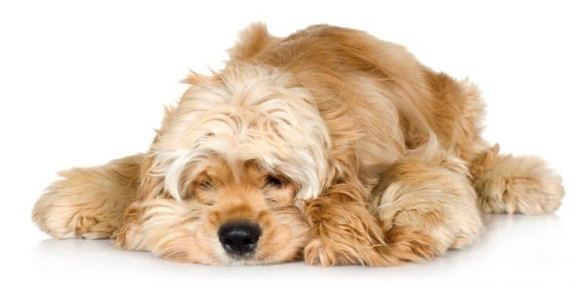 Cocker Spaniel Growth Chart | Cocker Spaniel Weight & Size