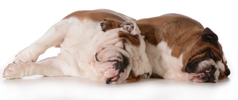 Do English Bulldogs Shed | English Bulldog Shedding