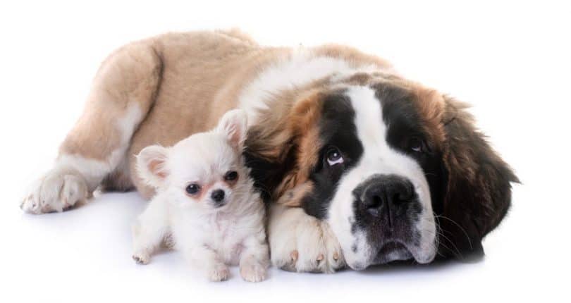 Saint Bernard Growth Chart | St. Bernard Weight & Size Chart