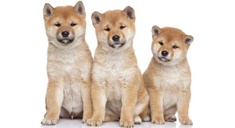 Shiba Inu Growth Chart | Shiba Inu Weight & Size Chart