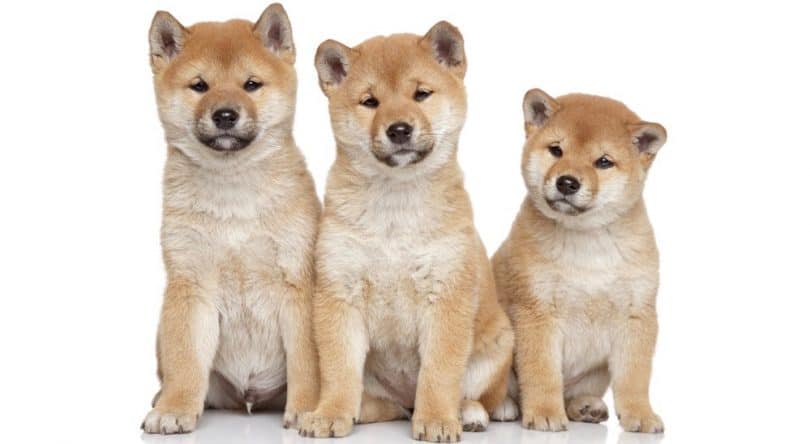 Shiba Inu Growth Chart | Shiba Inu Weight & Size Chart