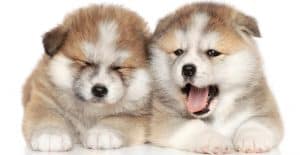 Akita Growth Chart (Weight & Size) | How Big Do Akitas Get