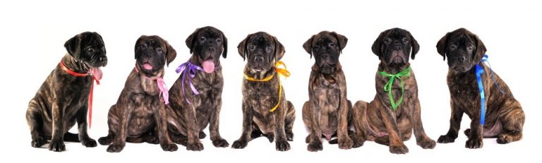 Bullmastiff Growth Chart | Bullmastiff Puppy Weight Chart