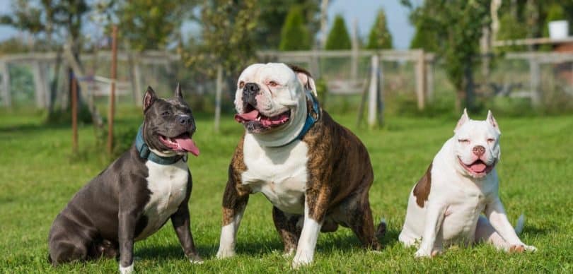 American Bully vs American Bulldog | Breed Comparison