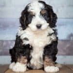 Bernedoodle Growth Chart | Weight & Size Chart