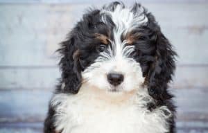 Bernedoodle Growth Chart | Weight & Size Chart