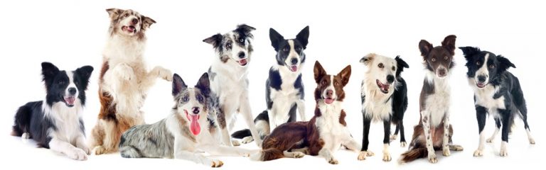 Border Collie Lifespan | How Long Do Border Collies Live