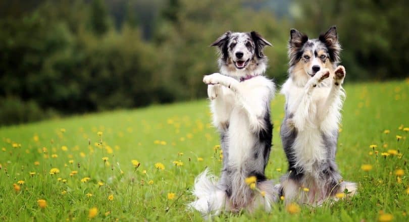 Border Collie Lifespan | How Long Do Border Collies Live