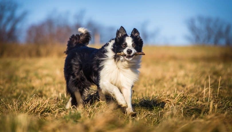 Border Collie Lifespan | How Long Do Border Collies Live