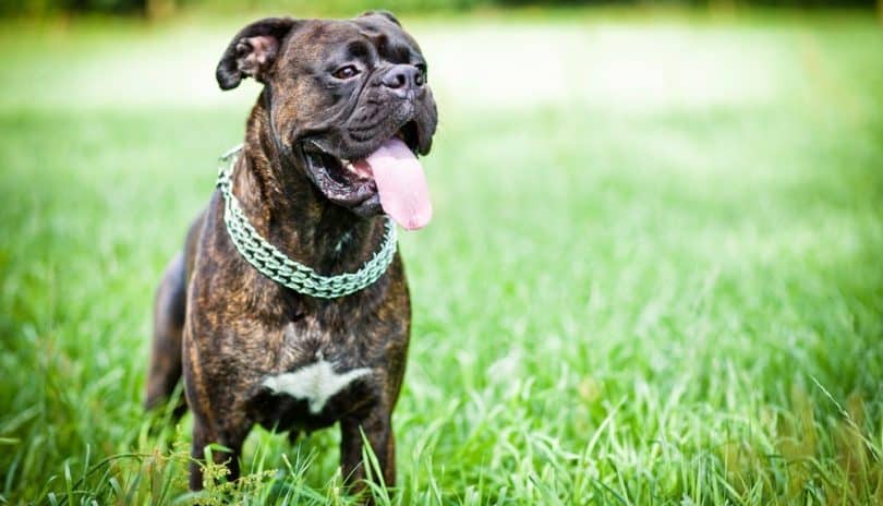 Boxer Ear Cropping | At What Age & Ear Cropping Styles