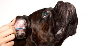 Boxer Ear Cropping | At What Age & Ear Cropping Styles