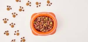 Cavapoo Growth Chart | Weight & Size Chart