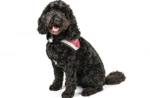 Cockapoo Growth Chart | Weight & Size Chart