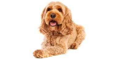 Cockapoo Growth Chart | Weight & Size Chart