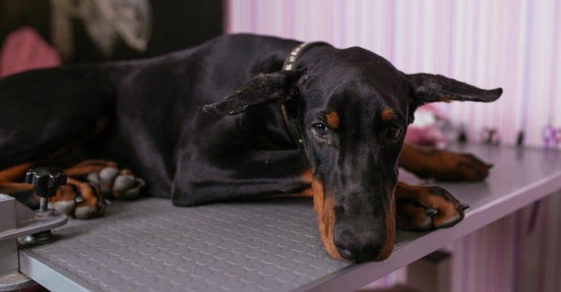 Doberman Ear Cropping | At What Age & Ear Cropping Styles