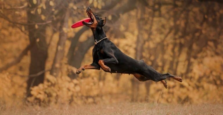 Doberman Lifespan | How Long Do Dobermans Live