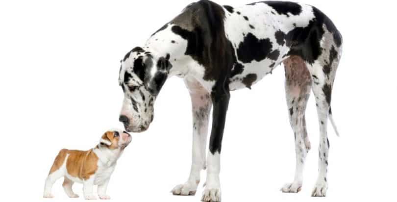 Great Dane Ear Cropping | At What Age & Ear Cropping Styles