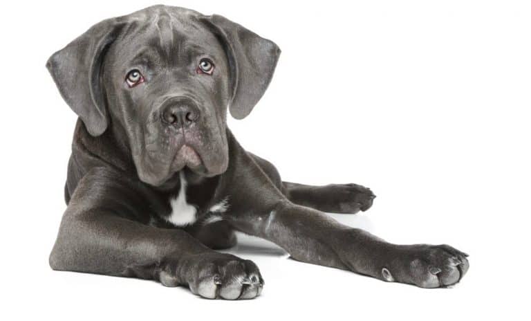 Great Dane Ear Cropping | At What Age & Ear Cropping Styles