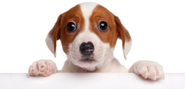 Jack Russell Growth Chart | Weight & Size Chart
