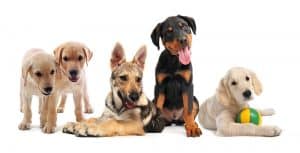 Puppy Growth Chart | Dog Weight Chart By Age And Breed