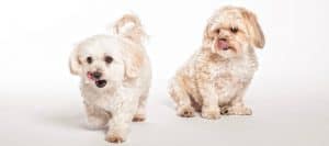 Maltipoo Growth Chart | Maltipoo Weight & Size Chart