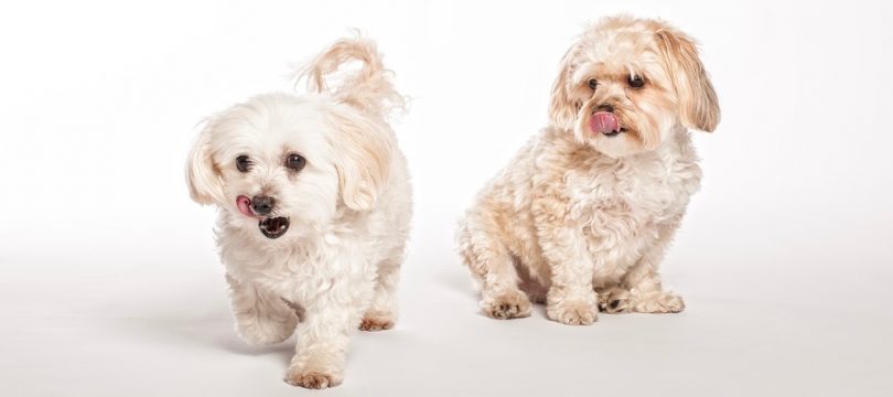 Maltipoo Growth Chart | Maltipoo Weight & Size Chart