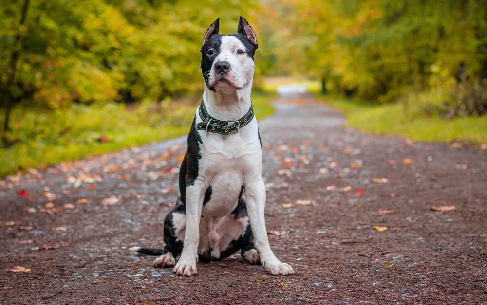 Pitbull Ear Cropping At What Age Ear Cropping Styles