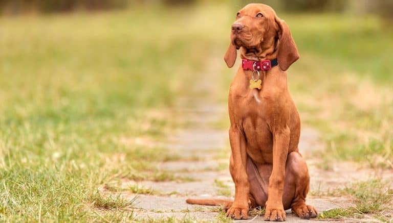 Vizsla Growth Chart & Weight Chart | When Do Vizslas Stop Growing