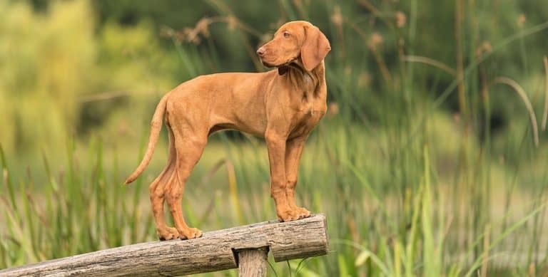 Vizsla Growth Chart & Weight Chart | When Do Vizslas Stop Growing