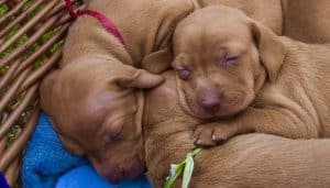 Vizsla Growth Chart & Weight Chart | When Do Vizslas Stop Growing