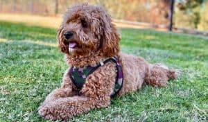 Cavapoo Growth Chart | Weight & Size Chart