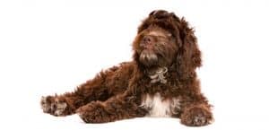 Cockapoo Growth Chart | Weight & Size Chart