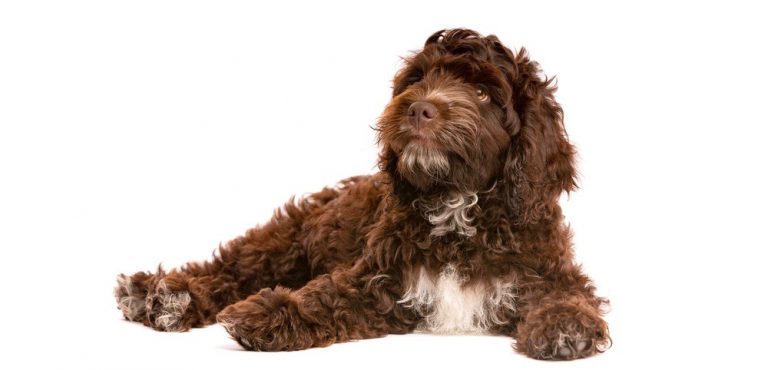 Cockapoo Growth Chart | Weight & Size Chart