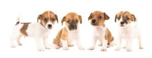 Jack Russell Growth Chart | Weight & Size Chart
