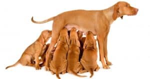 Vizsla Growth Chart & Weight Chart | When Do Vizslas Stop Growing