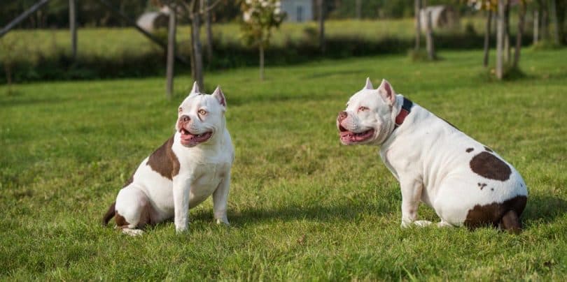 American Bully Weight Chart | Growth & Size Chart