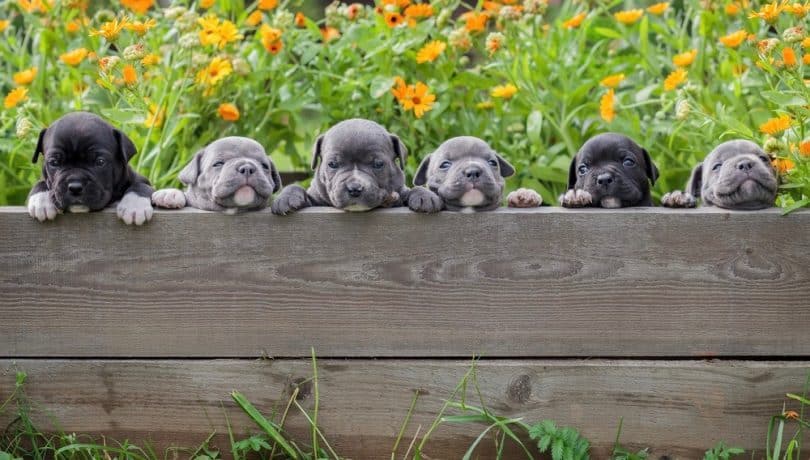 American Bully Weight Chart | Growth & Size Chart