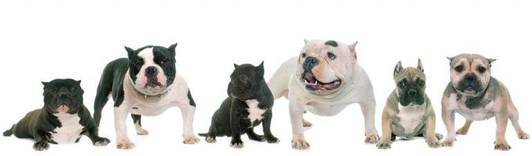 American Bully Weight Chart | Growth & Size Chart