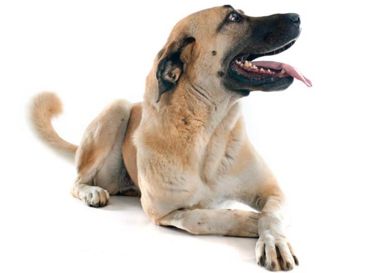 Kangal Bite Force | How Strong Is A Kangal's Bite