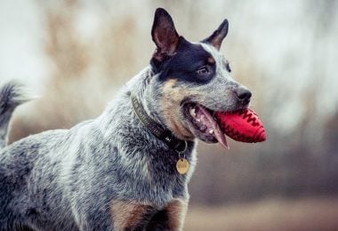 Australian Shepherd Growth Chart | Aussie Weight & Size Chart